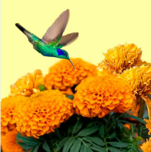 La leyenda de la flor de cempasúchil - Revista TUK